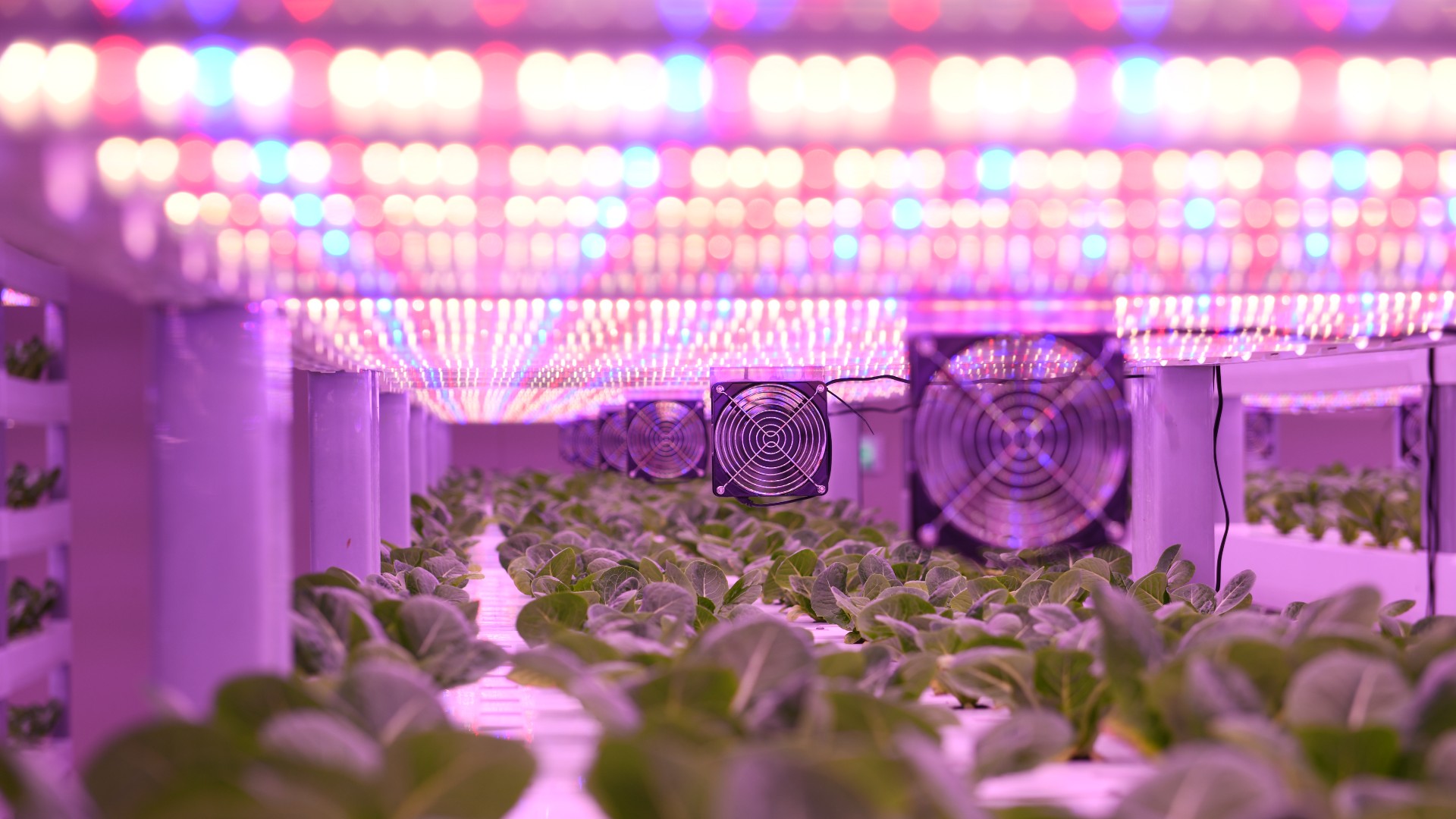 Korean Smart Farm Technology – FARM OASIS